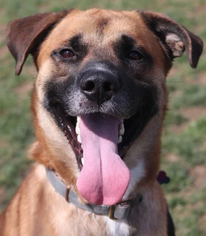 Adopt Heartwarming Long Stay Dogs | Find Your Forever Companion Today ...