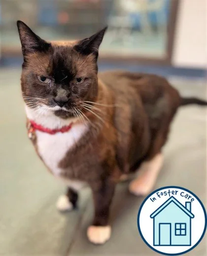 Adopt Heartwarming Long Stay Cats | Find Your Forever Companion Today ...