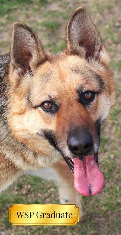 Adopt Heartwarming Long Stay Dogs | Find Your Forever Companion Today ...