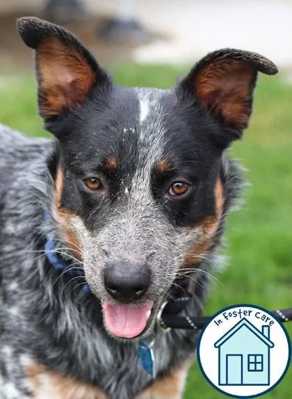 Adopt Heartwarming Long Stay Dogs | Find Your Forever Companion Today ...