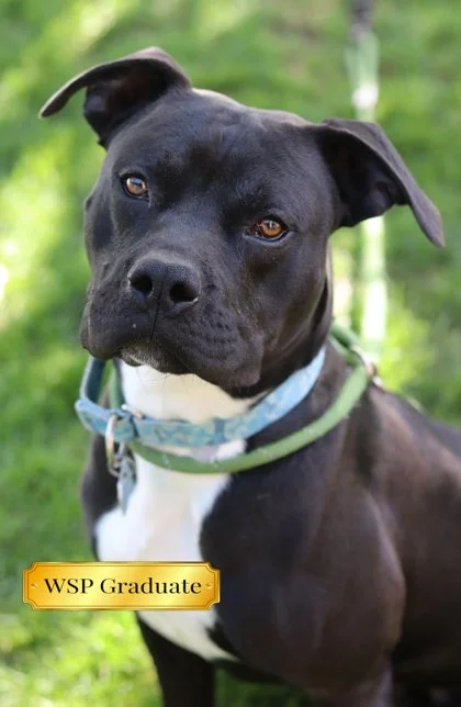 Adopt Heartwarming Long Stay Dogs | Find Your Forever Companion Today ...