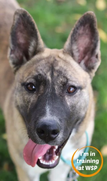 Adopt Heartwarming Long Stay Dogs | Find Your Forever Companion Today ...