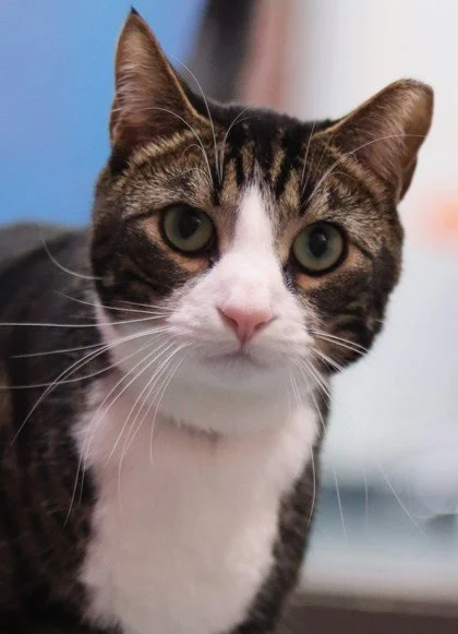 Adopt Heartwarming Long Stay Cats | Find Your Forever Companion Today ...