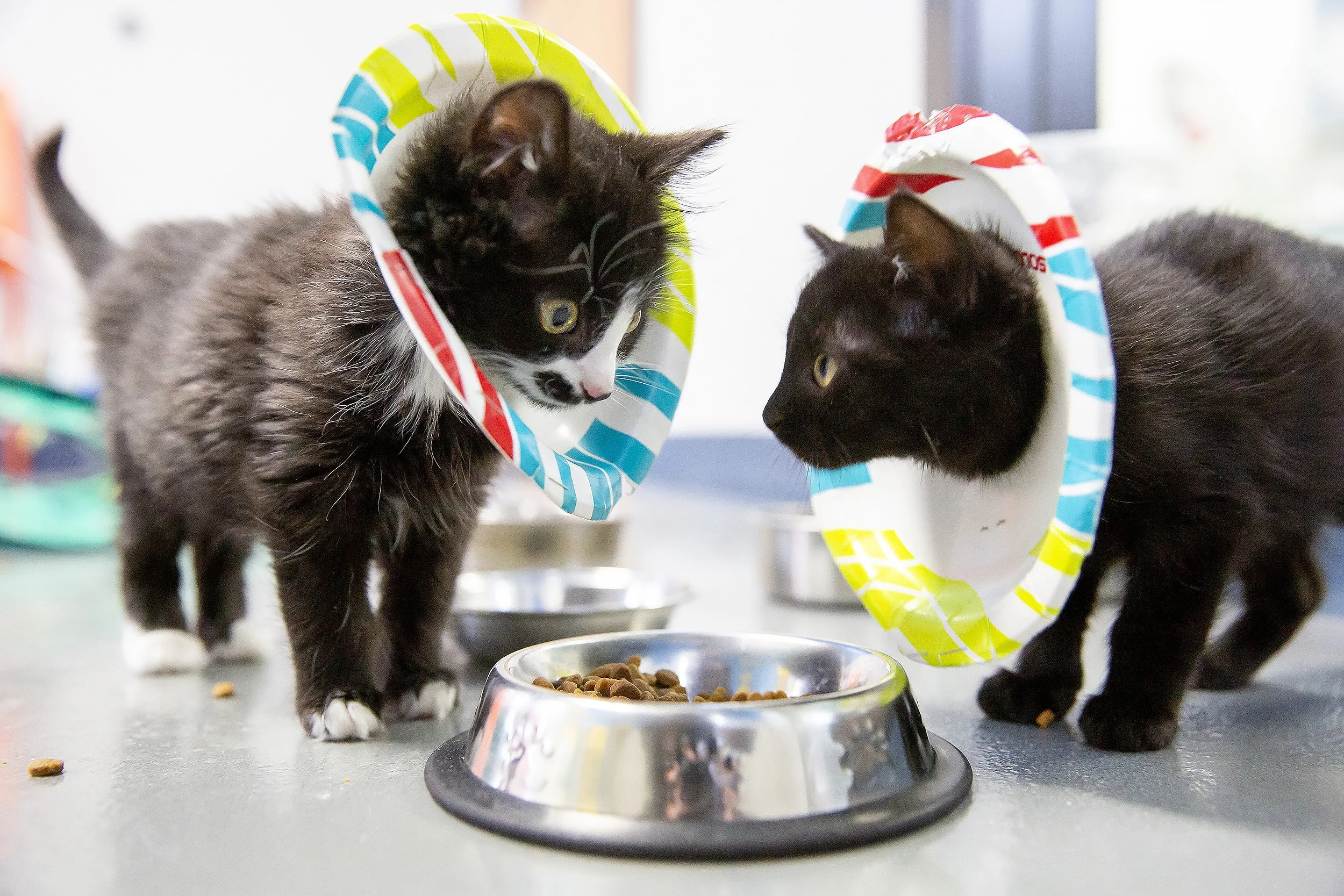 Cats — Blue Mountain Humane Society | Animal Welfare in Walla Walla, WA