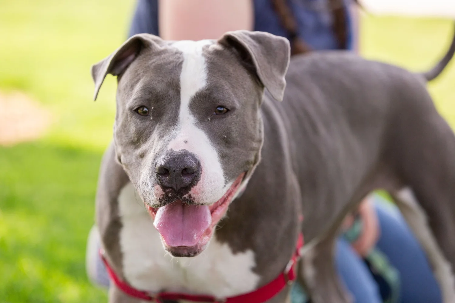 Adopt Heartwarming Long Stay Dogs | Find Your Forever Companion Today ...
