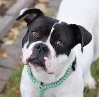 Adopt Heartwarming Long Stay Dogs | Find Your Forever Companion Today ...