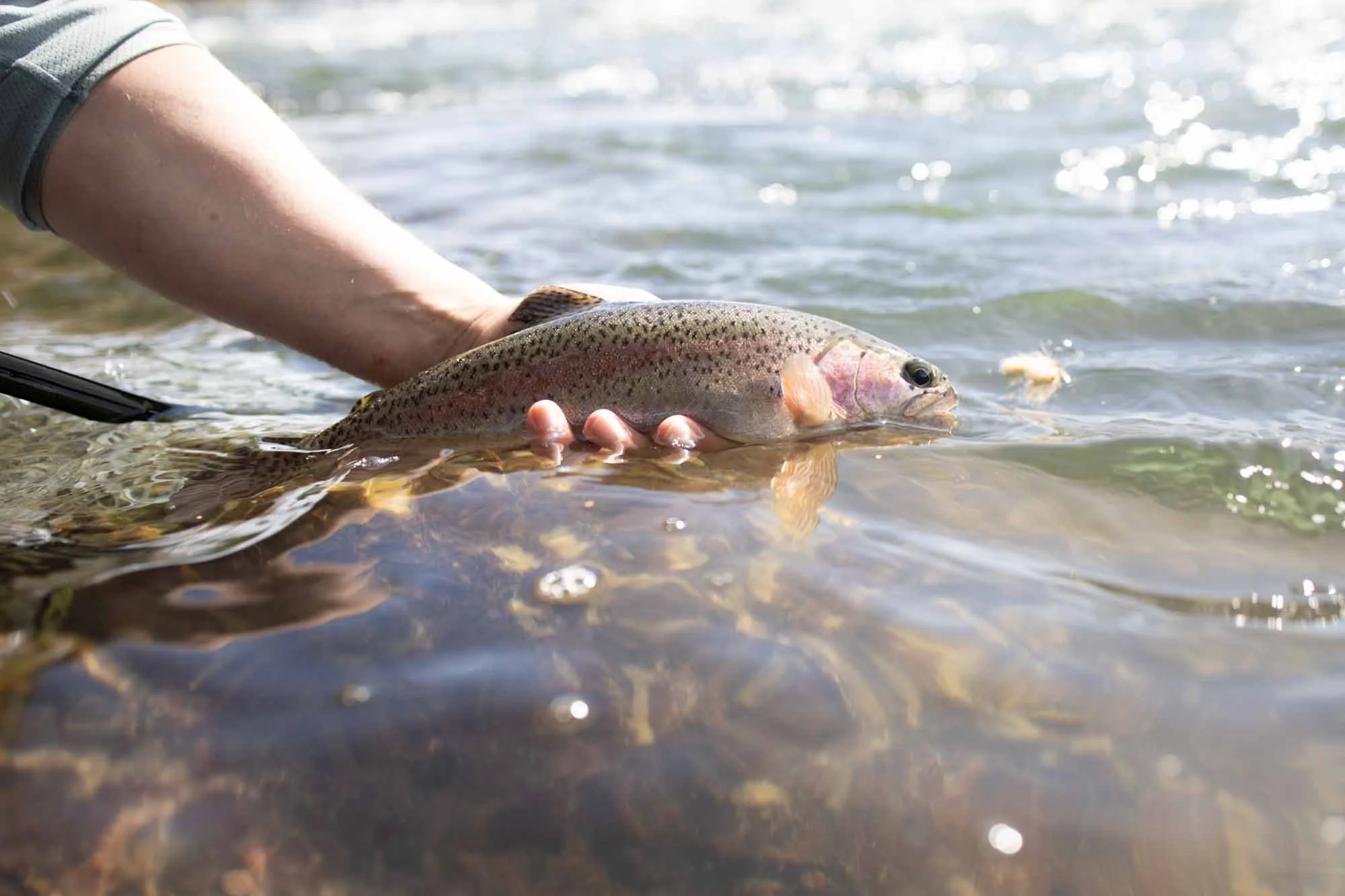 DESCHUTES TROUT — ALEX GONSIEWSKI