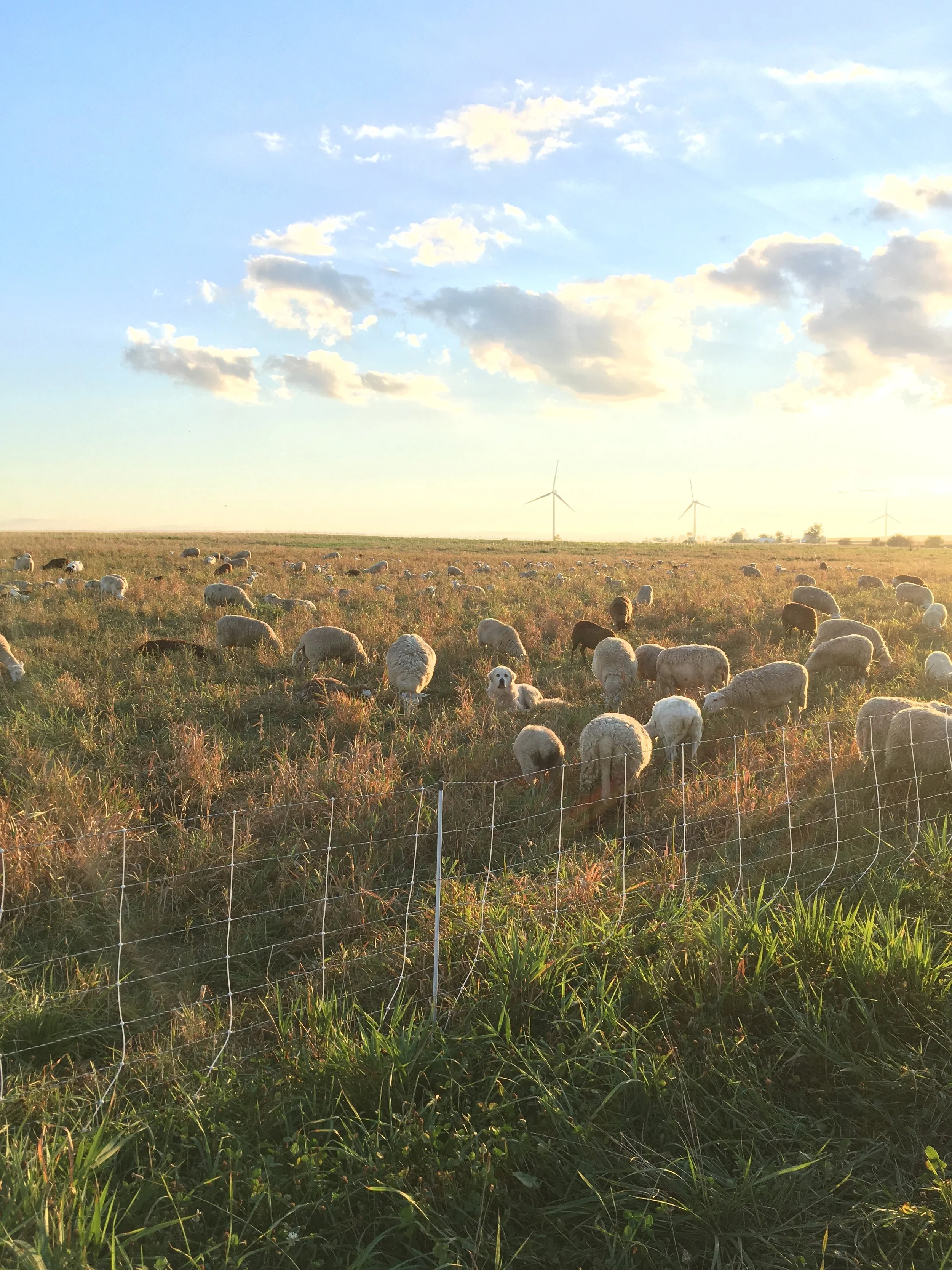 Bulk Lamb — Mint Creek Farm