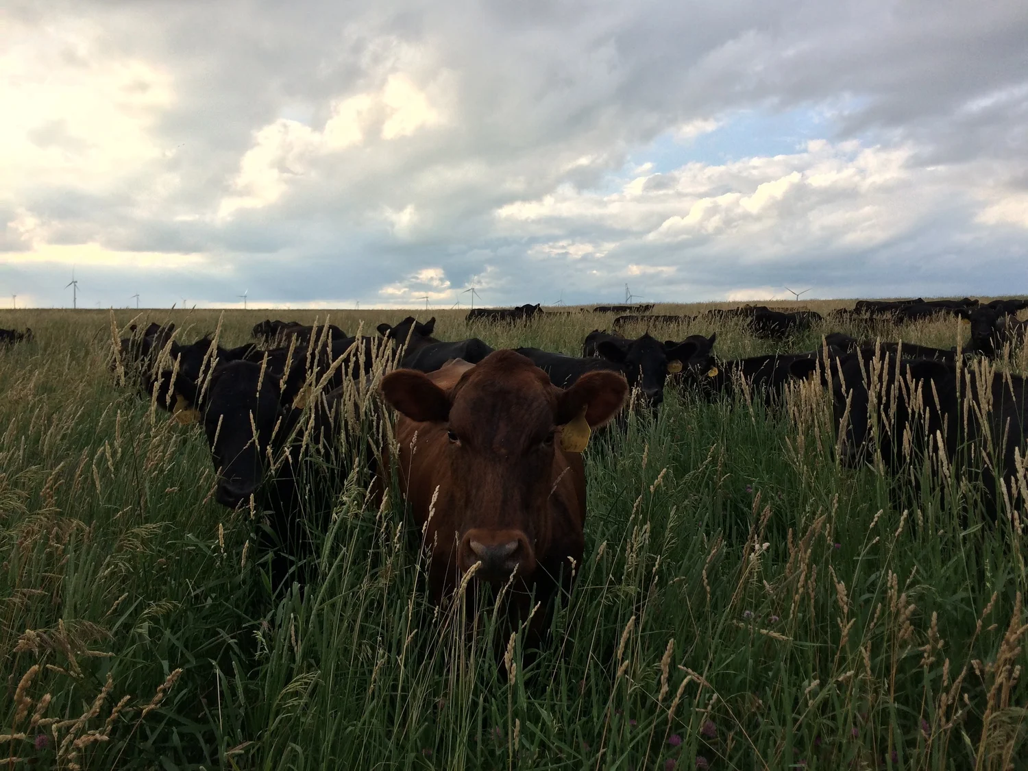Bulk Beef — Mint Creek Farm
