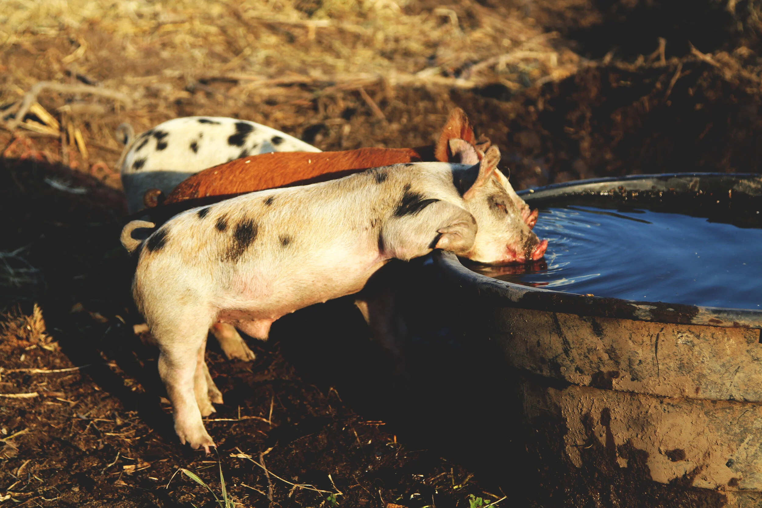 Boar — Mint Creek Farm