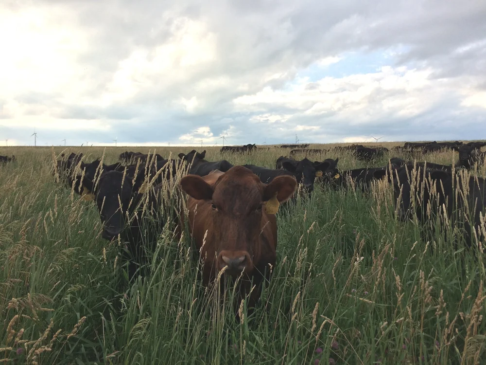 Bulk Beef — Mint Creek Farm