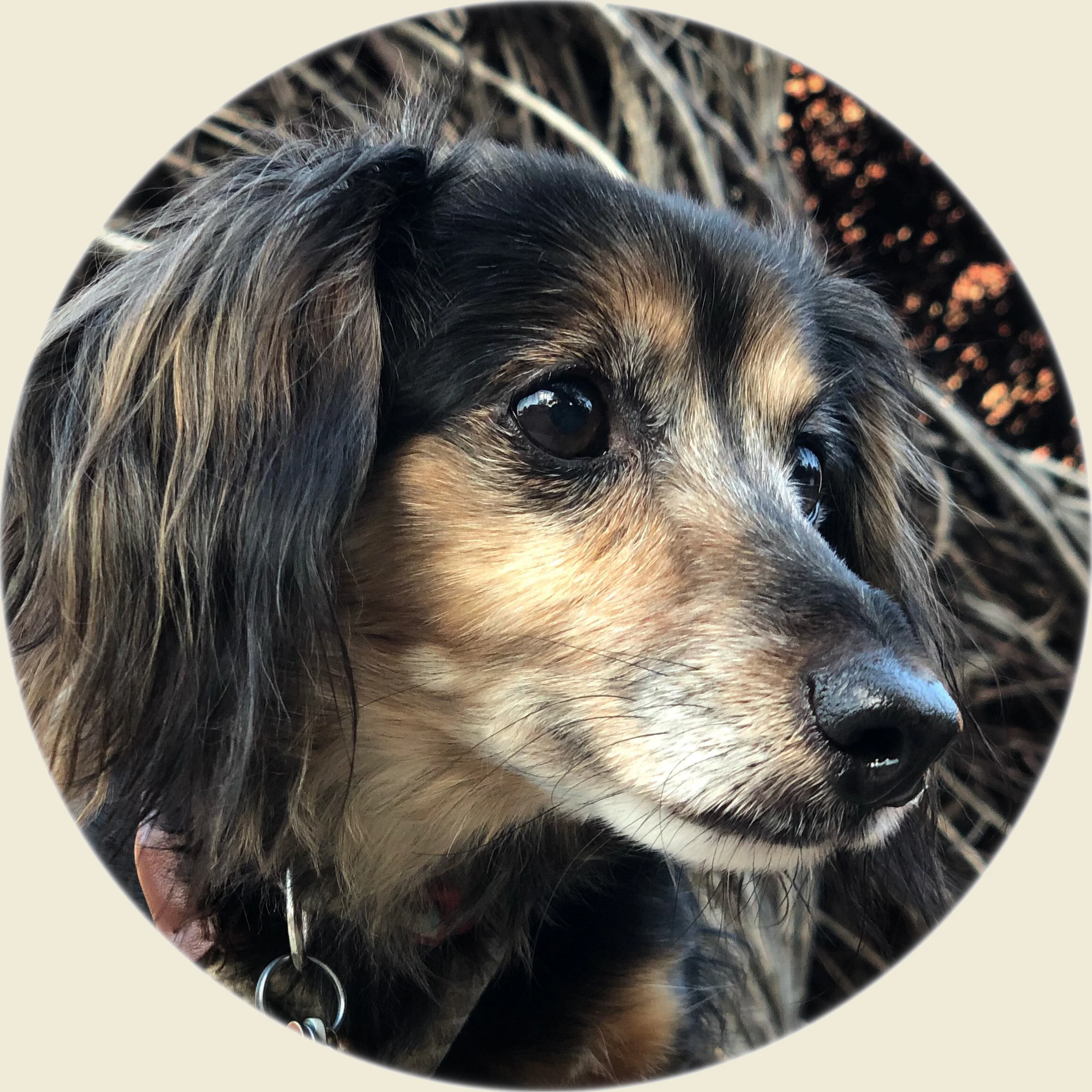 About Us — Hickory Hounds - Dog Training