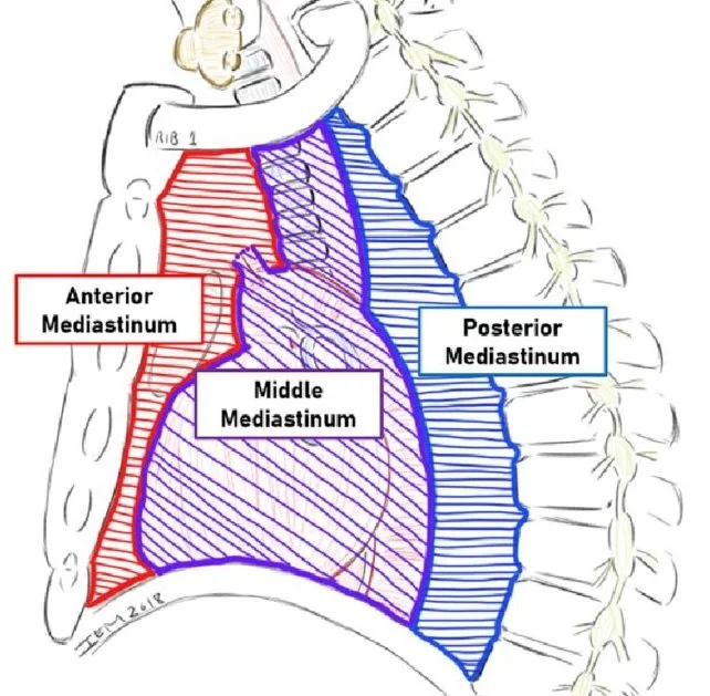 Mediastinum — Human Anatomy