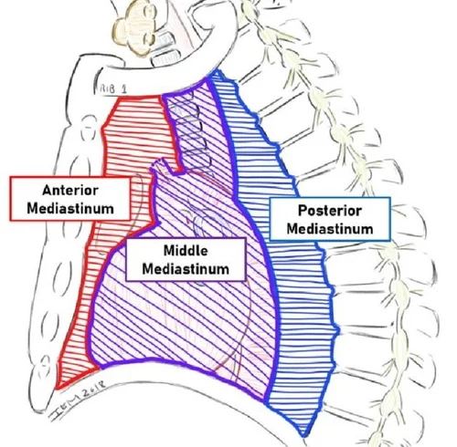 Mediastinum — Human Anatomy