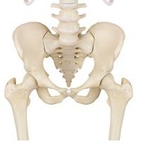 Pelvis — Human Anatomy