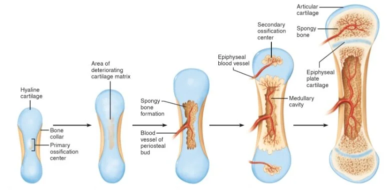 Skeletal System — Human Anatomy