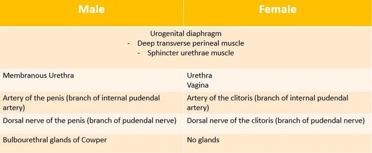 Pelvic Inlet/Outlet — Human Anatomy