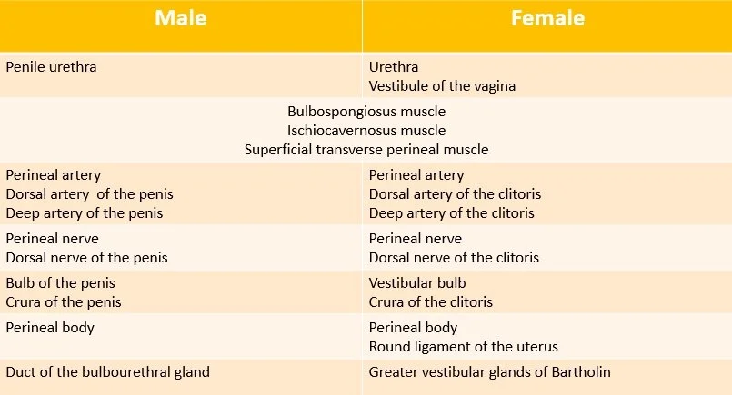 Pelvic Inlet/Outlet — Human Anatomy
