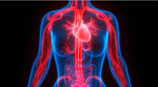 Systemic Circulation — Human Anatomy