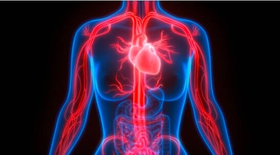 Systemic Circulation — Human Anatomy