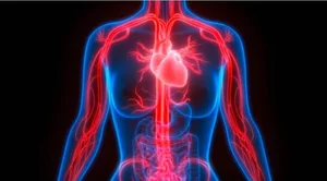 Systemic Circulation — Human Anatomy