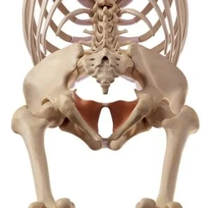 Muscles of the Pelvis — Human Anatomy