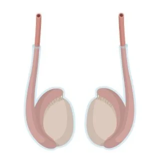 Testes — Human Anatomy