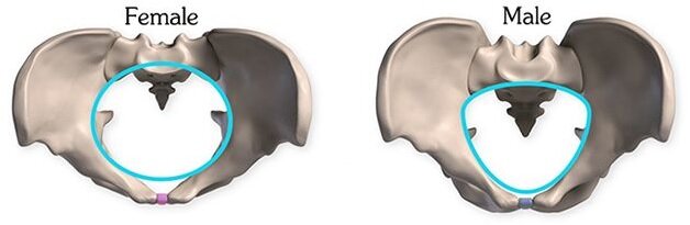 Pelvic Inlet/Outlet — Human Anatomy