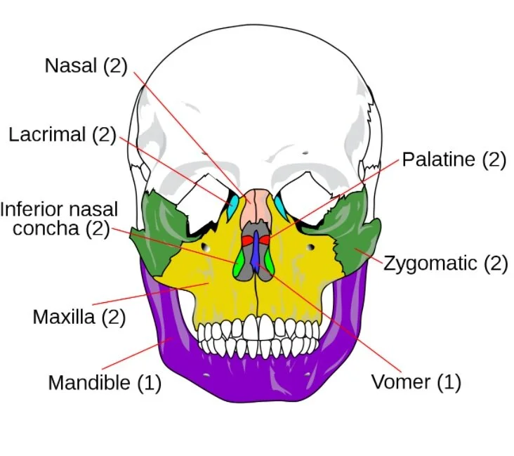 Bones of the Face — Human Anatomy
