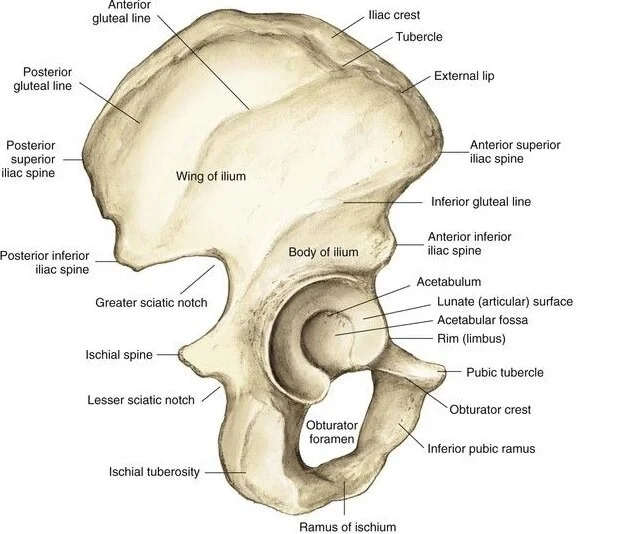 Hip Bone — Human Anatomy