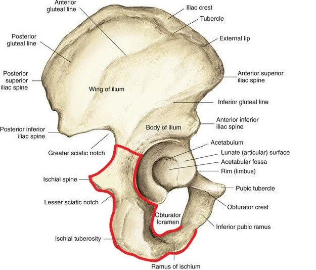 Hip Bone — Human Anatomy