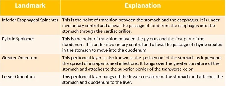 Stomach — Human Anatomy