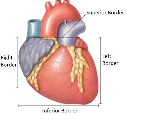 Chambers Of The Heart Human Anatomy Chambers Of The Heart Human Anatomy