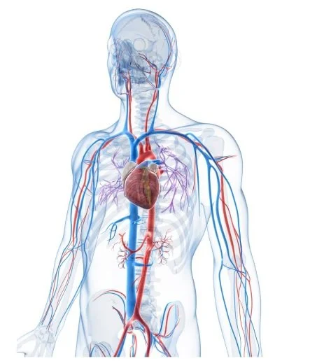 Appendix — Human Anatomy