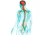 Diaphragm — Human Anatomy