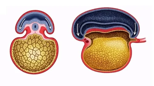 Embryonic Folding — Human Anatomy