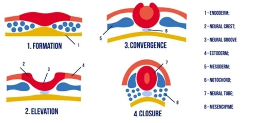 Neurulation — Human Anatomy