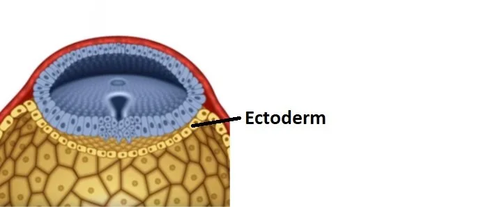 Week Three of Development — Human Anatomy