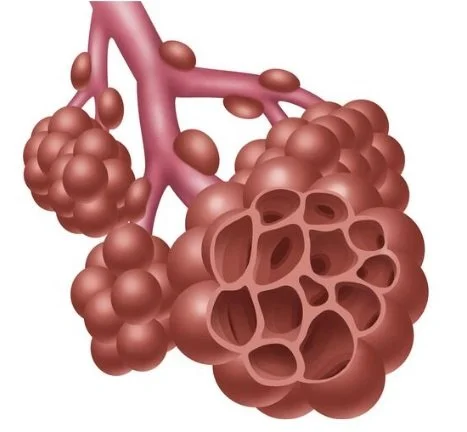 Respiratory System — Human Anatomy