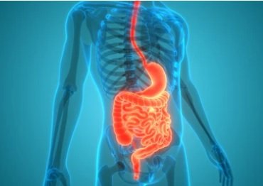 Digestive System — Human Anatomy