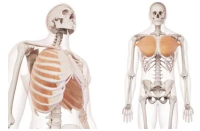 Muscles in the Thorax — Human Anatomy