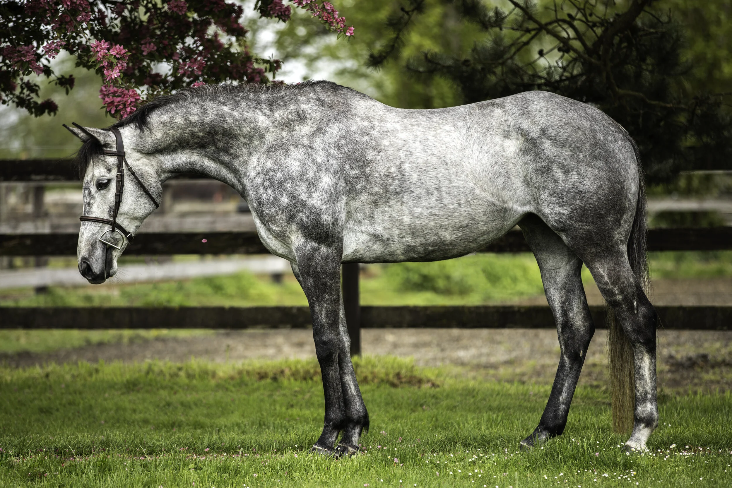 Hunter & Jumper Horses for Sale and Lease — Silver Stone Equestrian