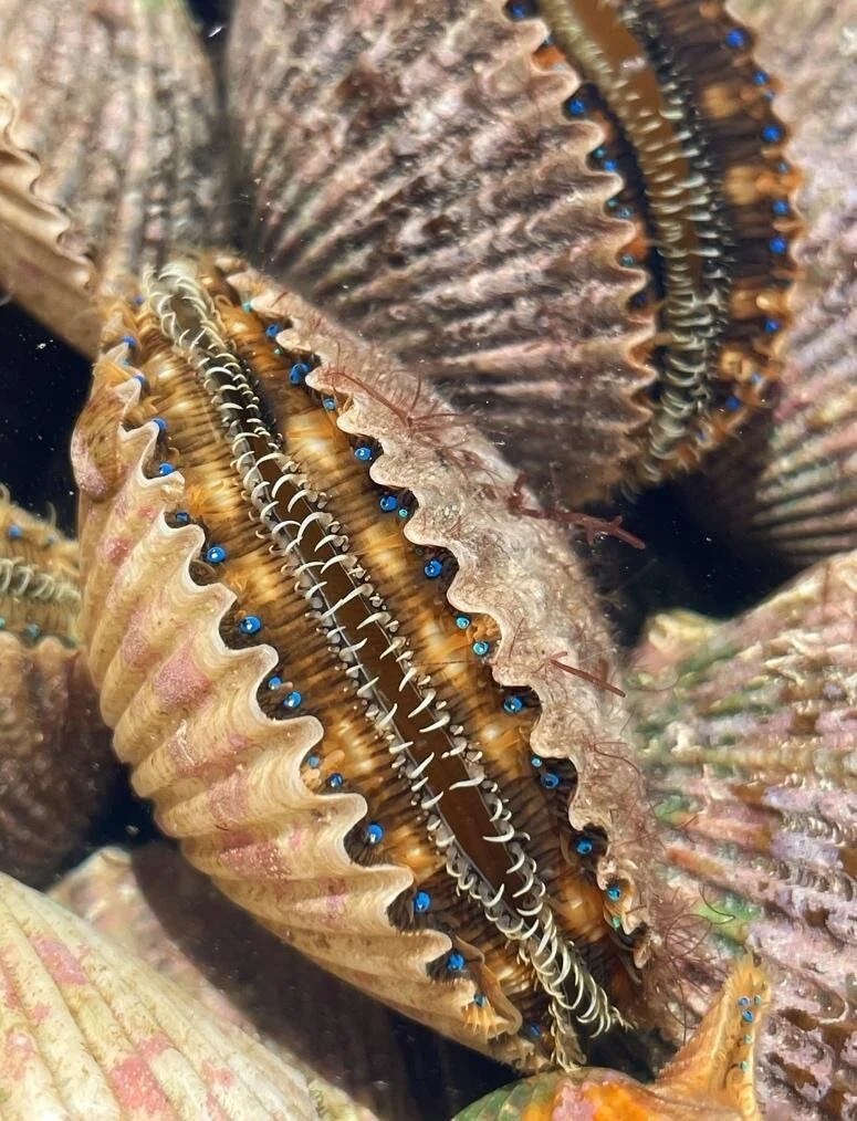 Scalloping and Red Tide — USF Emergency Medicine