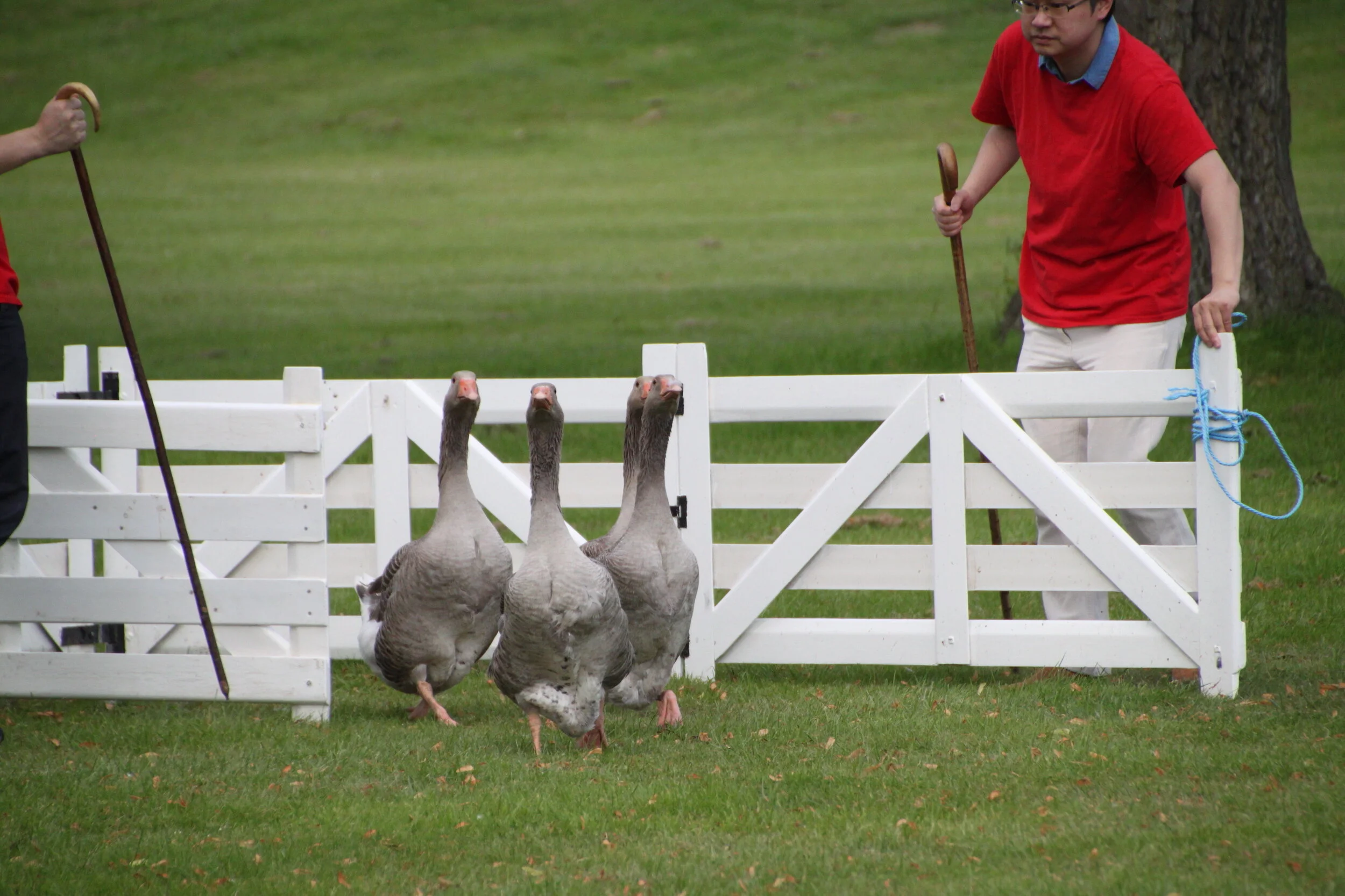 Duck Herding — Team Activity Group