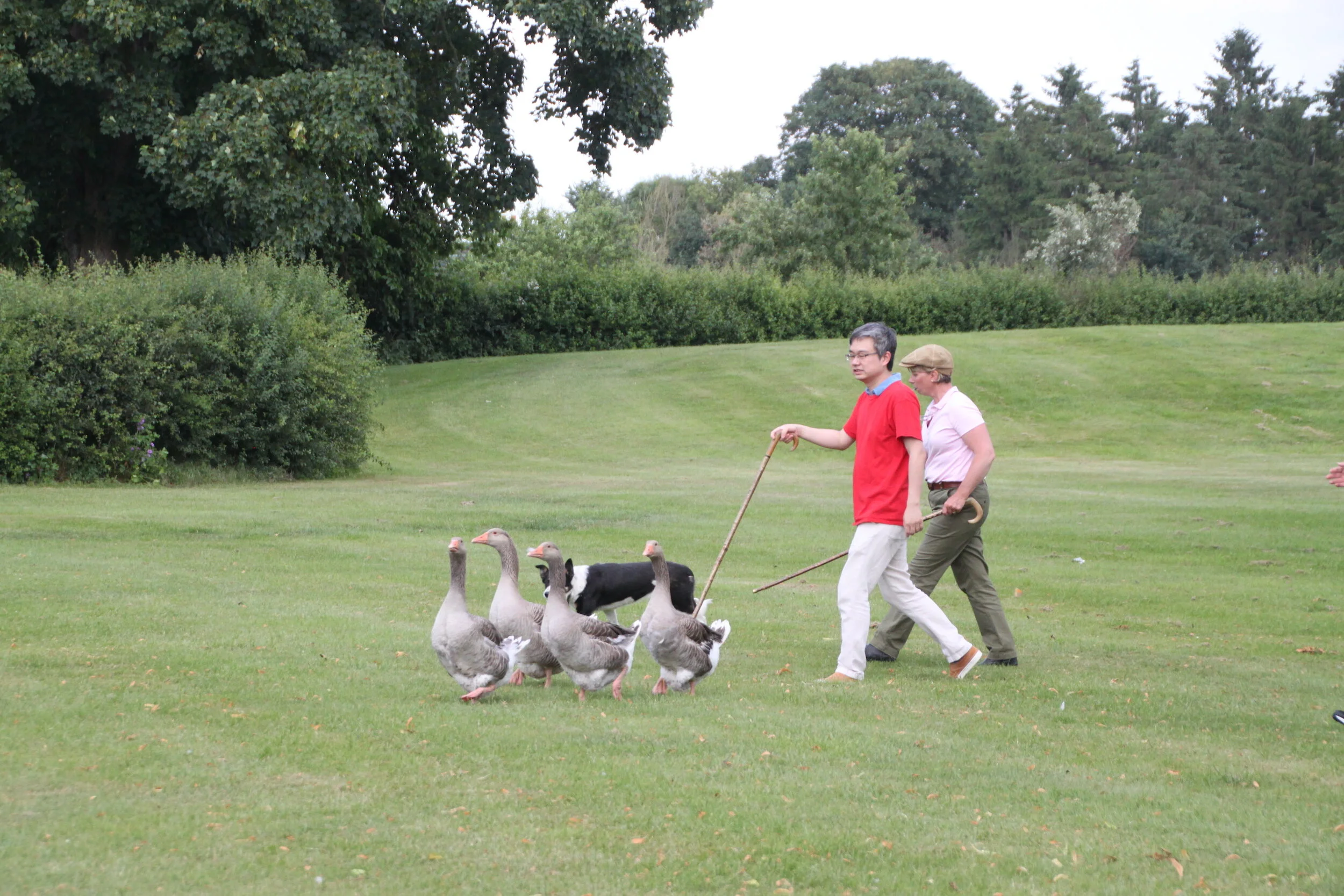 Duck Herding — Team Activity Group