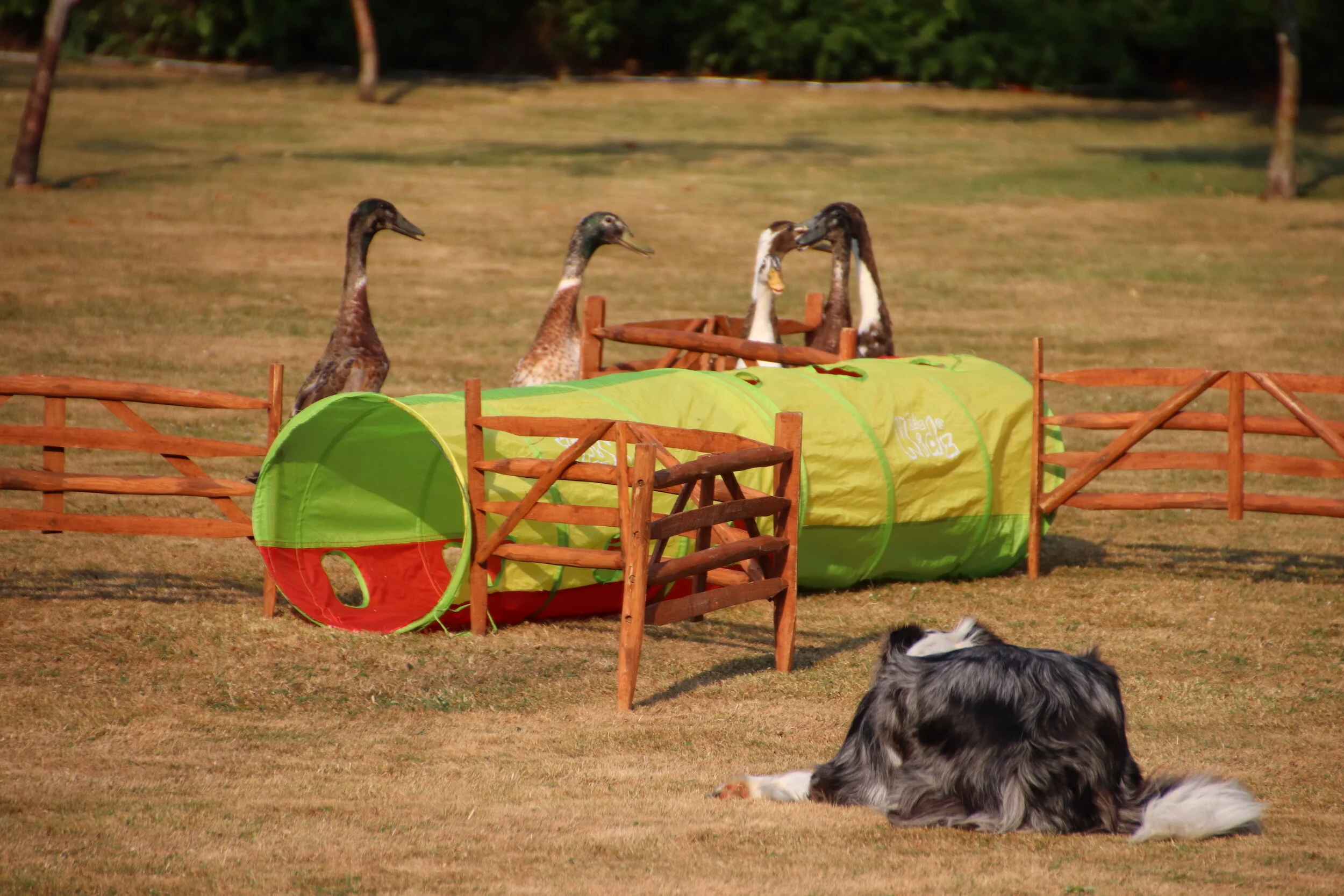 Duck Herding — Team Activity Group