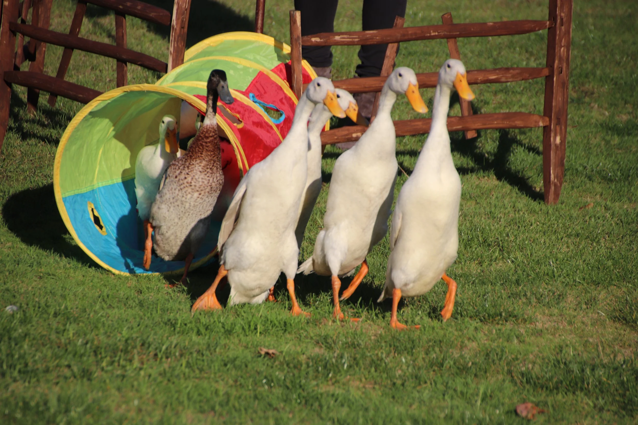 Duck Herding — Team Activity Group