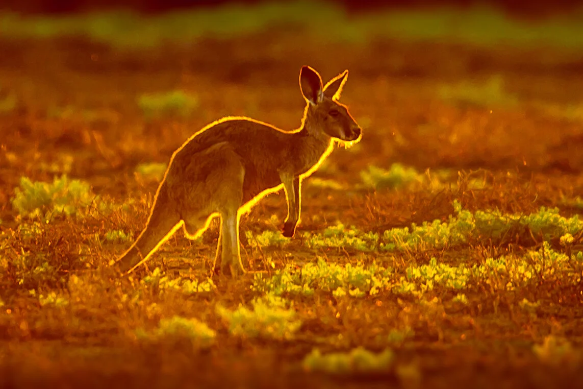 Wild Eye View - Wildlife, Landscape, Macro & Other Photography