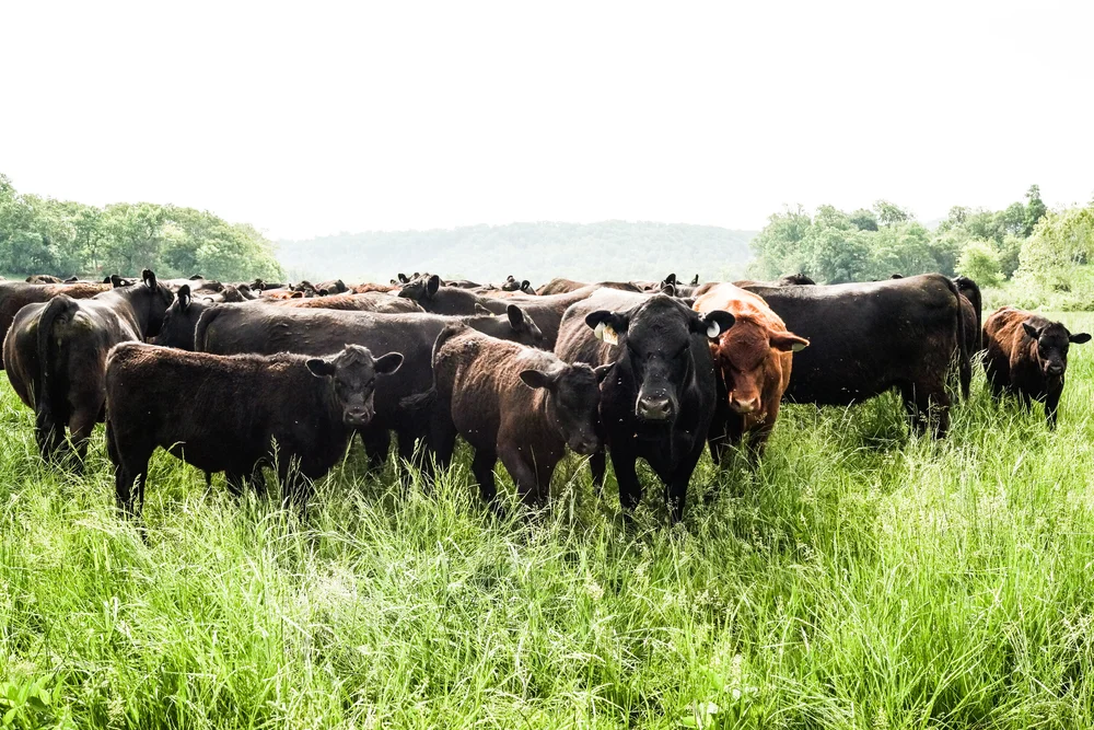 The Virginia Beef Co.