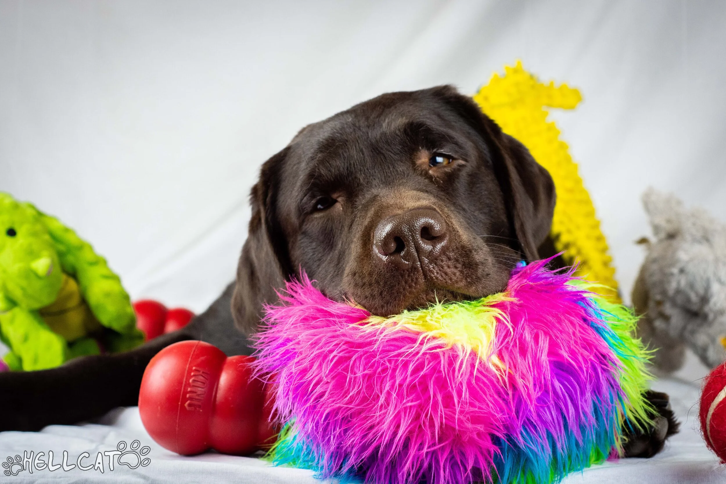 Booking — Level Up Dog Sports